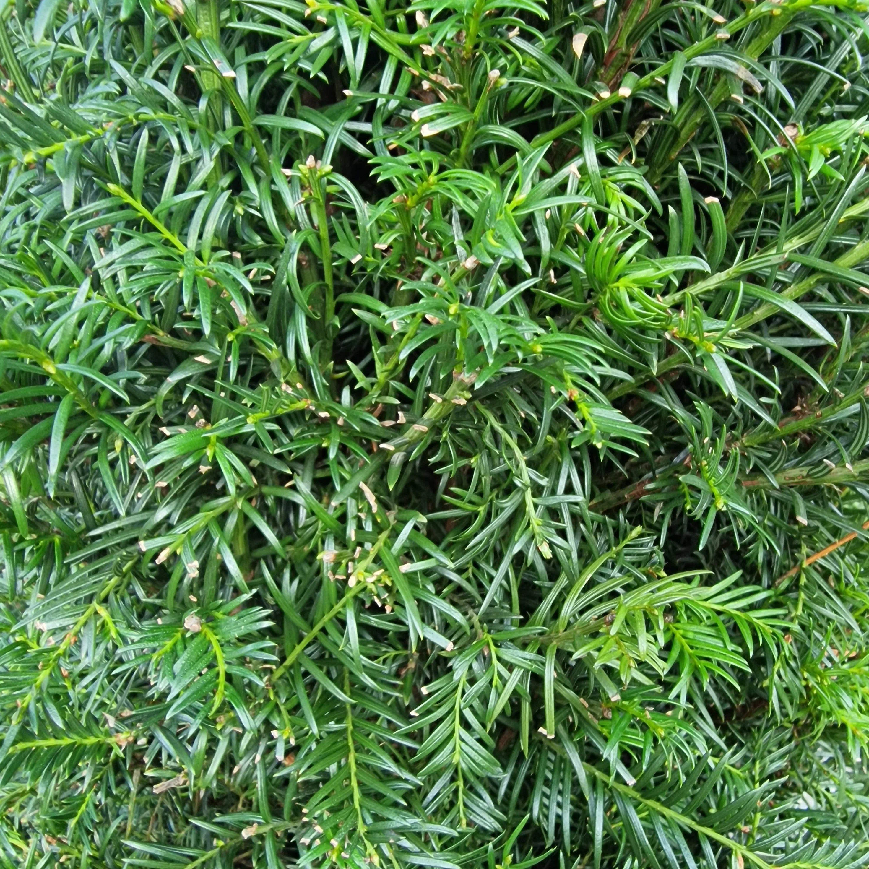 Yew Hedging – BushyHedges.co.uk